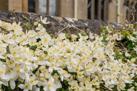 6 En La Categoría Climatis Has De Fotos E Imágenes De Stock Libres De