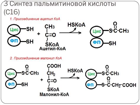 Анаболизм липидов Синтез высших жирных кислот презентация онлайн