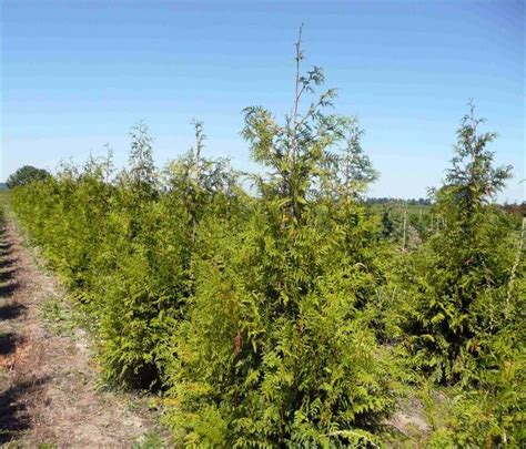 Туя японская (Туя Стендиша) | Green giant arborvitae, Green giant tree ...