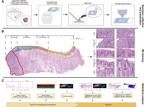 The Schematic Illustration Of The General Workflow Of This Research A