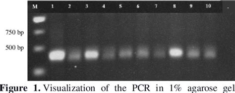 Figure 1 From Molecular Detection Challenges Of Human Plasmodium