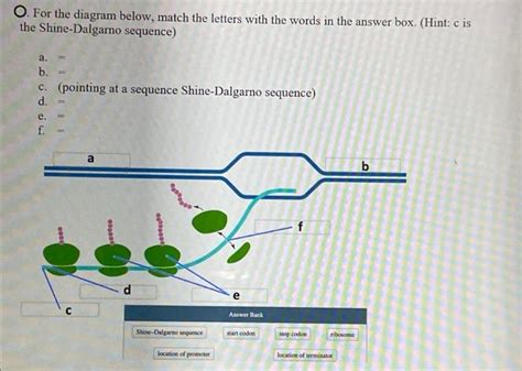 Solved 2 Shown Below Is The Coding Non Template Strand Of