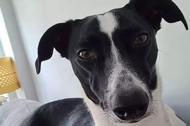 Grazie Al Fiuto Del Suo Cane Scopre Di Avere Un Tumore Al Seno La