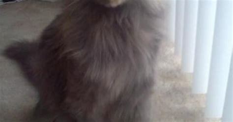 Ragdollmaine Coon Mix Gorgeous Imgur