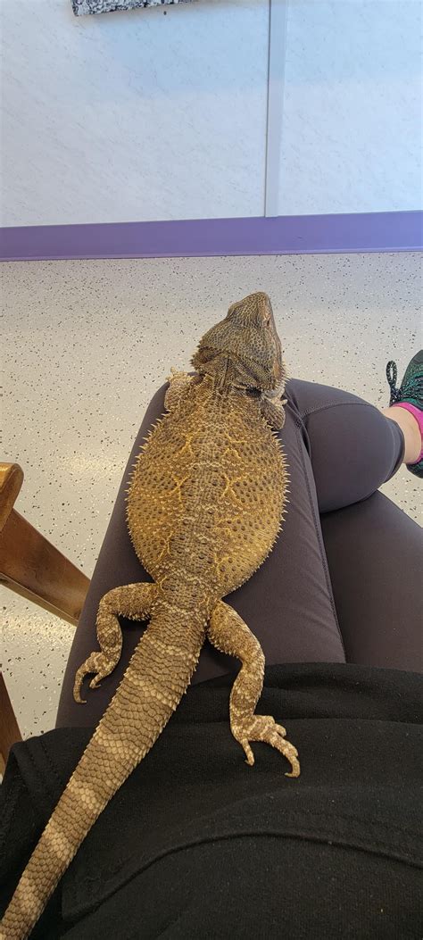 215 Emergency Vet Visitto Be Told Hes Acting Like A 10 Year Old