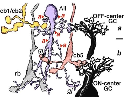 Figure Schematic Drawing Of The Wiring Pattern Of The AII Amacrine Cell Webvision