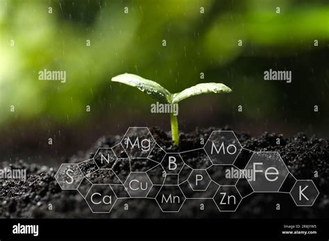 Young Seedling Growing In Soil And Scheme With Chemical Elements Stock