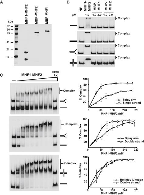 MHF1-MHF2, a Histone-Fold-Containing Protein Complex, Participates in ...