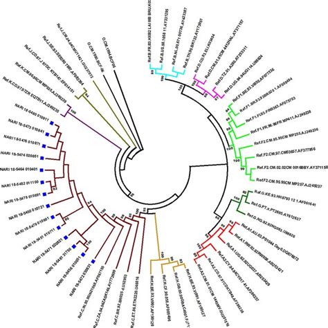 maximum likelihood tree showing clustering of hiv 1 subtype c
