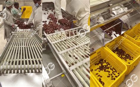 What To Prepare For Building A Date Processing Plant In Pakistan