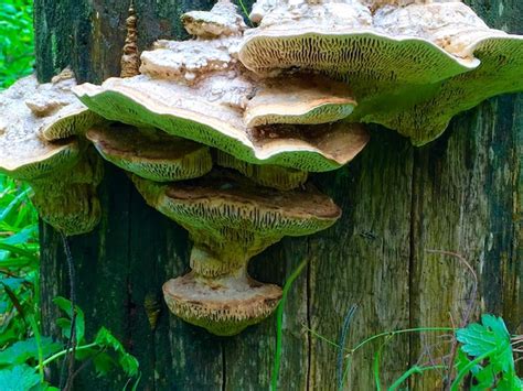 Premium Photo Plants Growing On Tree Trunk