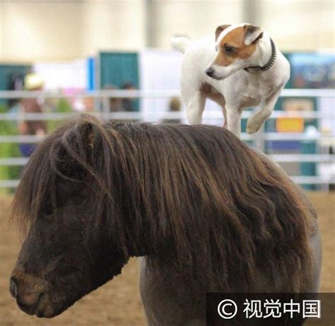 美國袖珍馬與傑克羅素梗犬搭檔表演風靡全美 每日頭條