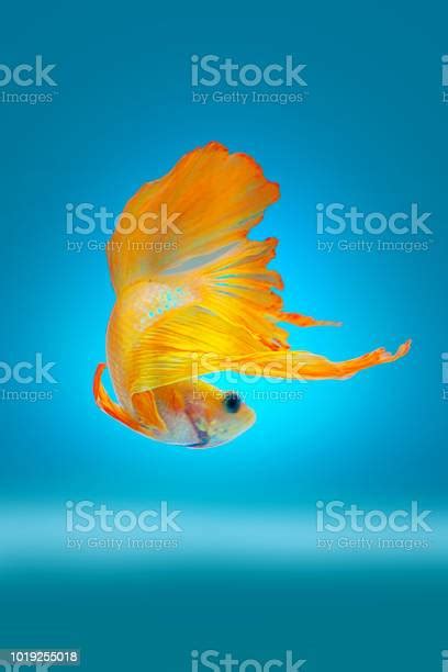 시아미스 사각의 고기잡이 물고기에 대한 스톡 사진 및 기타 이미지 물고기 아름다움 0명 Istock