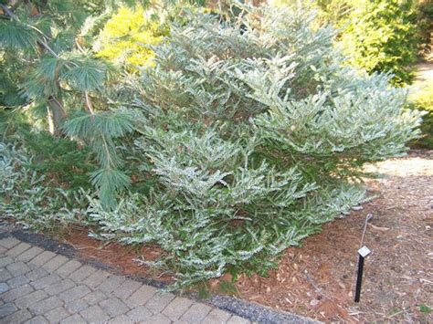 Abies koreana 'Horstmann's Silberlocke' Horstmann's Silberlocke Korean ...