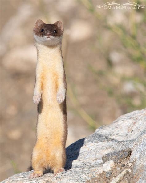Long Tailed Weasel Long Long Tailed Weasel Oklahoma Department Of