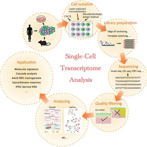 Methods And Applications Of Scrna Seq Analysis Download Scientific