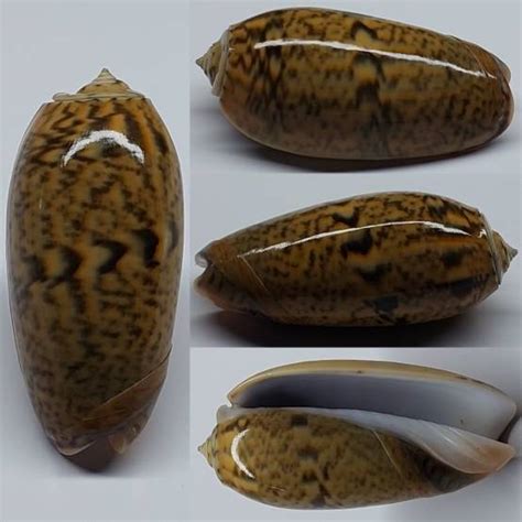 Shellauction Net Oliva Vidua
