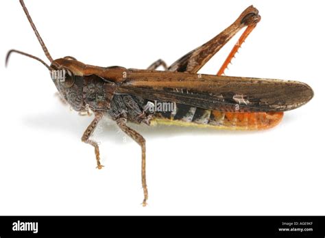 Jumping Grasshopper Cut Out Stock Images And Pictures Alamy