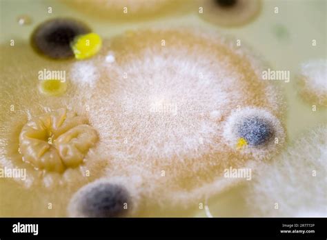 Testing Air Quality Colonies Of Different Bacteria And Mold Fungi