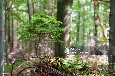 숲에서 자연스럽 게 성장 분재 나무입니다 작은 침 엽 수 나무 소나무 또는 전나무입니다 0명에 대한 스톡 사진 및 기타 이미지 Istock