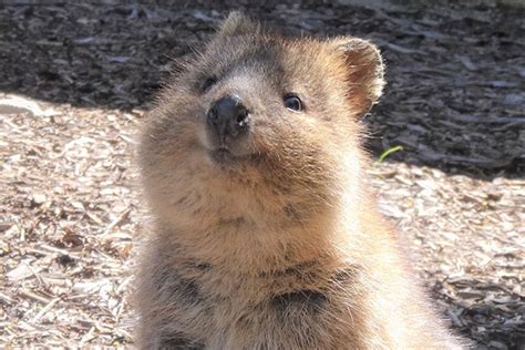 埼玉の動物園水族館おすすめ9選子連れに人気のふれあい体験ができる動物園