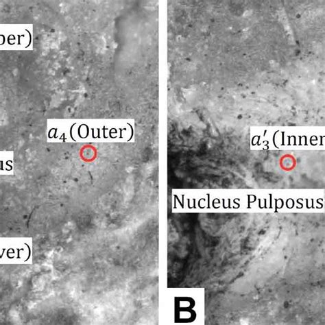 Images Collected By Digital Image Correlation System A Before