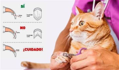 Paso a paso esta es la forma correcta de cortarte las uñas a tu gato