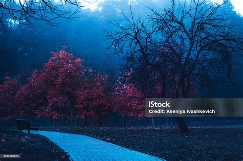 Stranger Forest In A Fog Fairy Mysterious Forest Mystical Atmosphere