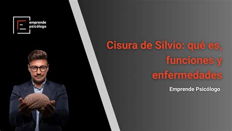 Cisura De Silvio Qué Es Funciones Y Enfermedades