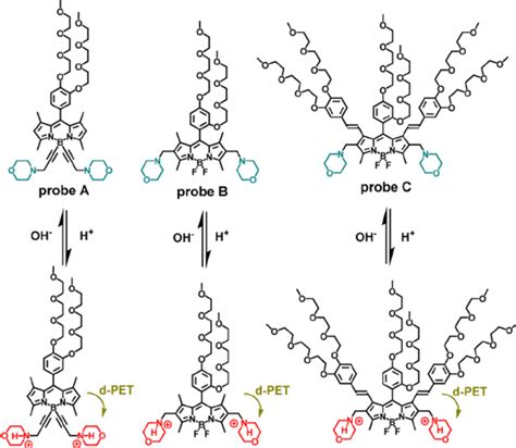 Chemical Structures Of Fl Uorescent Probes A − C And Their Responses To
