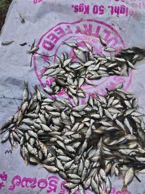 Bangaru Teega Fish Seed At ₹ 2piece Kesavaram Bhimavaram Id