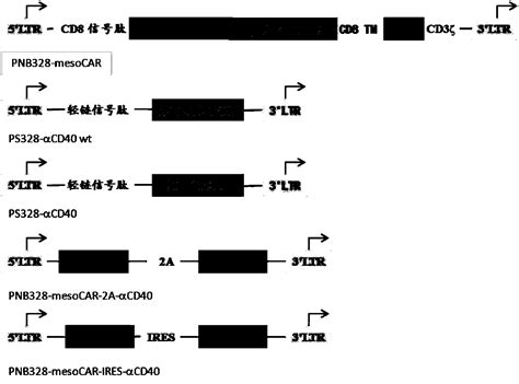 Specific Chimeric Antigen Receptor T Cell Co Expressing Cd40 Antibody And Mesothelin And Use