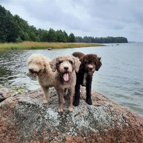 Koirakoulu Koirankuje Added A New Koirakoulu Koirankuje