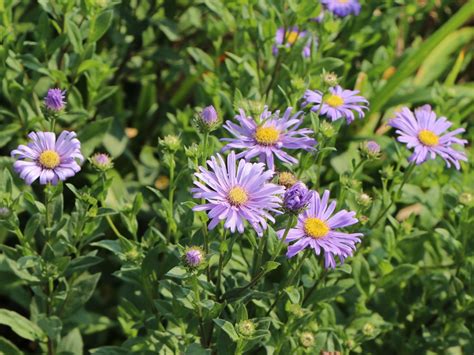 Frikarts Aster Jungfrau Schönste Stauden And Expertenwissen