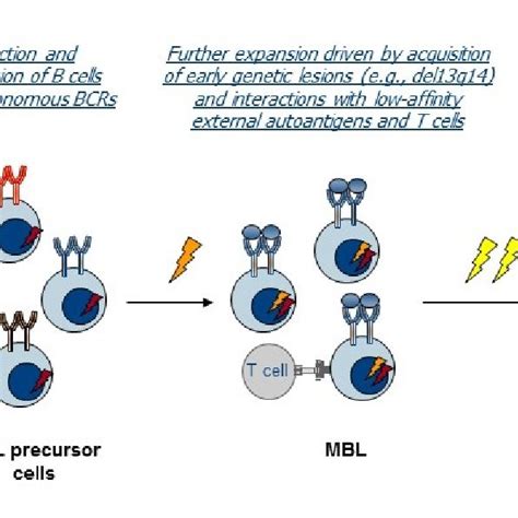 Clonal Evolution Of Cll Schematic Depiction Of Cll Development And