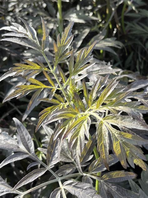 Sambucus Black Lace Golden Valley Plants