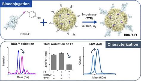 酪氨酸酶介导的抗原偶联在铁蛋白纳米颗粒上展示bioconjugate Chemistry X Mol