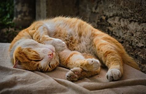 Closeup Shot Of A Brown Tabby Cat Lying Down And Sleeping In A Weird