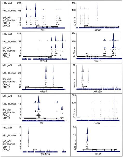 Visualization Of Nrl Chipseq Peaks And Crx Chipseq Peaks Nrl And Crx