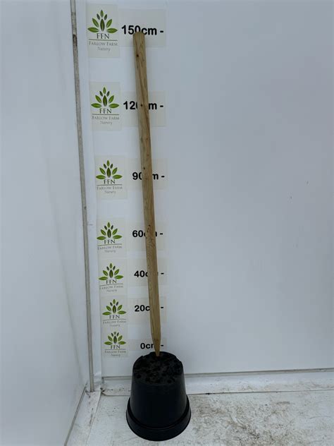 Tree Stake Farlow Farm Nursery