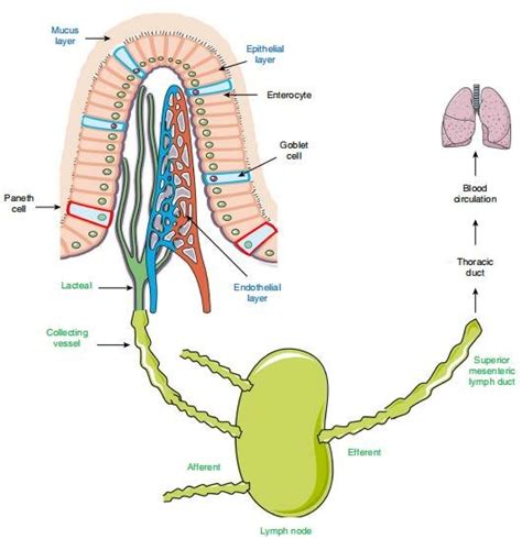 Intestinal Barrier And Lymphatic System 8 Download Scientific Diagram
