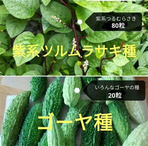 【合計100粒】無農薬栽培 つるむらさき種80粒 ゴーヤ種20粒 メルカリ