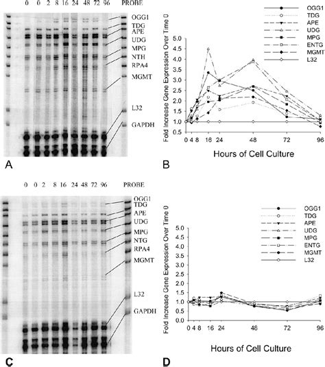 Figure From Oxidative DNA Base Damage In MCF A Breast Epithelial Cells At Clinically
