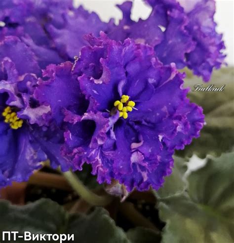 Сортовые фиалки - Нижнекамск | ВКонтакте
