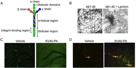 Neuroprotective Effect Of Laminina Schematic Illustration Of The