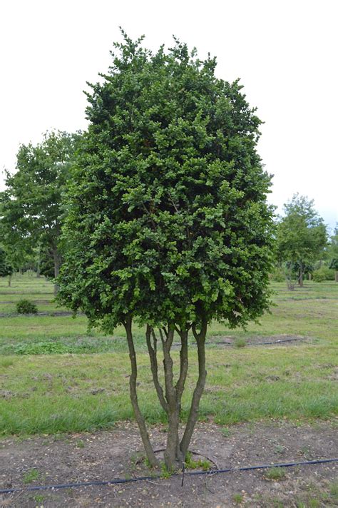 Multi Stem Trees Gallery Valley Plants