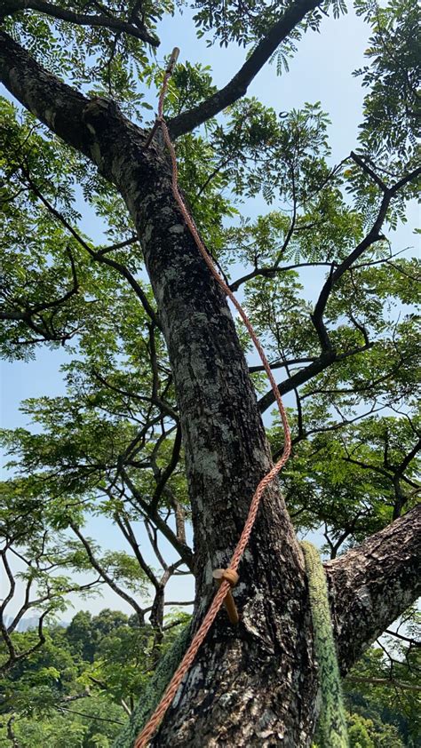 Lightning Protection System Installation And Inspection For Trees
