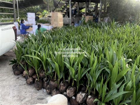 มะพร้าวน้ำหอม พันธุ์บ้านแพ้ว สายพันธุ์ต้นเตี้ย ก้นจีบ น้ำหอมหวานใบเตย ใช้เวลาปลูก 2 5 3 ปี