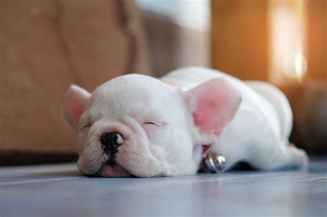 【獣医師監修】犬のいびきがうるさい！？病気の可能性と対策について ペットの医学