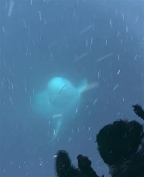 Ángel Carrillo on Twitter RT InformaCosmos Una ballena beluga le